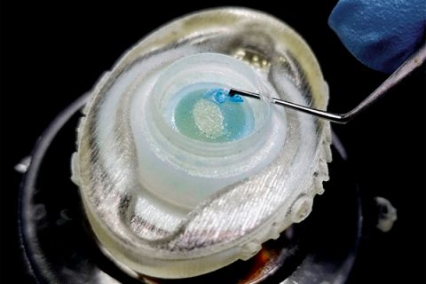 RHEXIS – Escenario de capsulorrexis | More Than Simulators