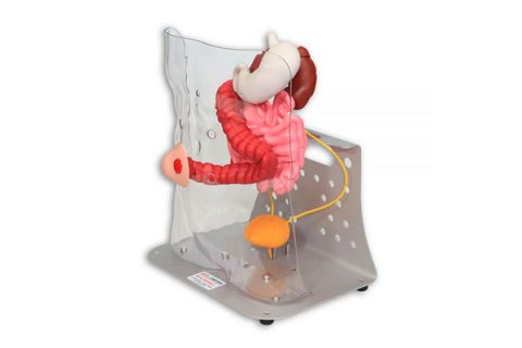 OTTO OSTOMY - STOMA CARE SIMULATOR | More Than Simulators