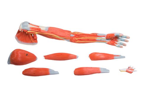 ARM MUSCLES MODEL - 7 PARTS | More Than Simulators