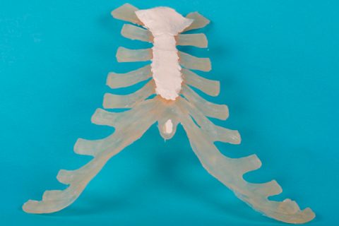 STERNUM MODEL | More Than Simulators