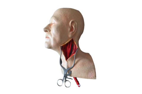 VASCULAR MICRO-SURGERY HEAD SIMULATOR | More Than Simulators