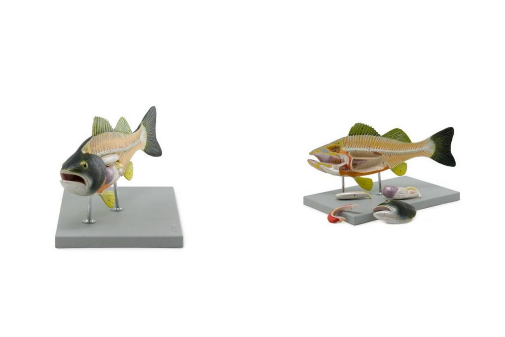 FISH MODEL - 5 PARTS | More Than Simulators