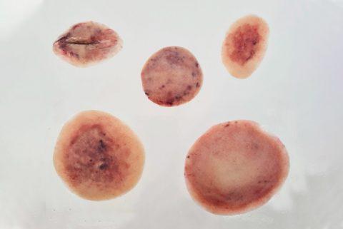 Heridas de golpes y moratones | More Than Simulators