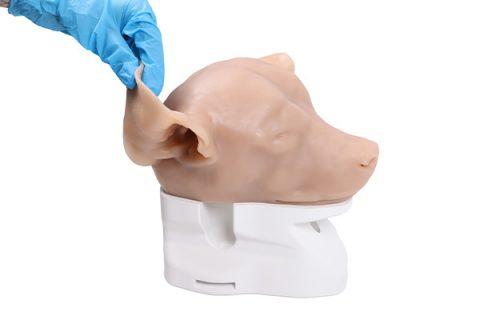 Canine otoscopy simulator | More Than Simulators